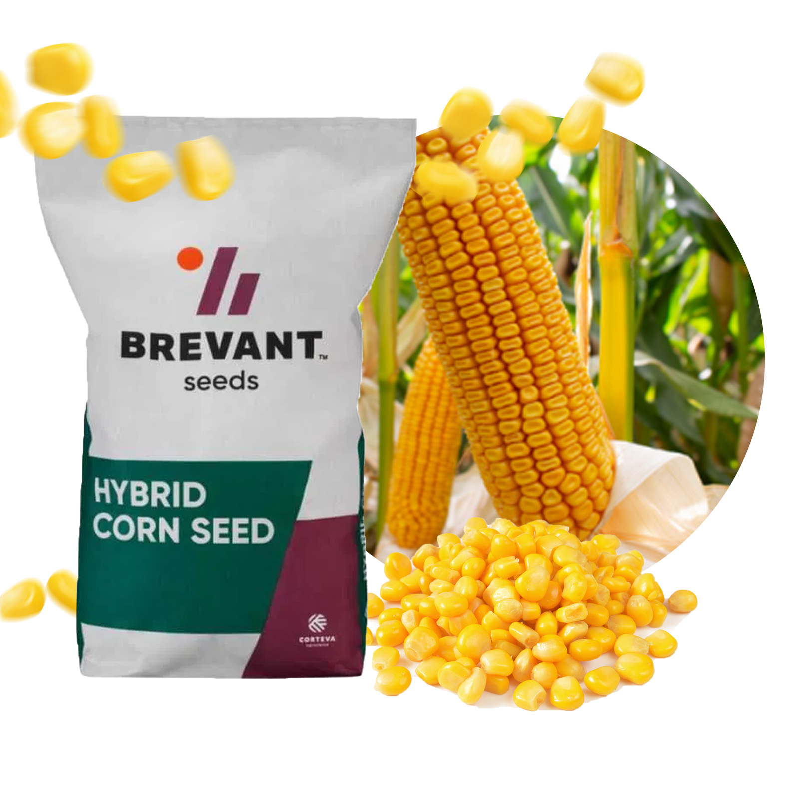 Kukurydzy | Nasiona | Gospodarstwo rolne Toagro.pl - Sklep ogrodniczo-rolny